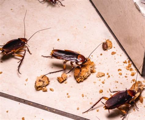 Choice Pest Solutions Roach Treatment And Free Inspections