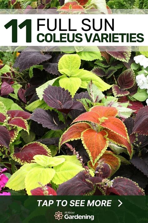 11 Full Sun Coleus Varieties For Sunny Gardens Artofit