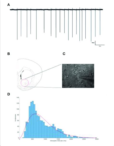 A Representative Trace Of A Tonically Firing Cholinergic Download Scientific Diagram