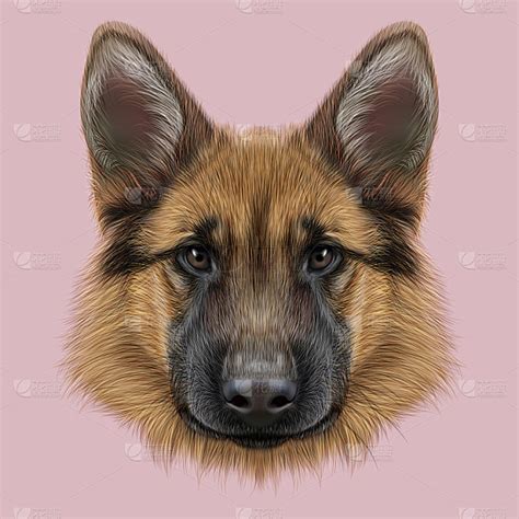德国牧羊犬
