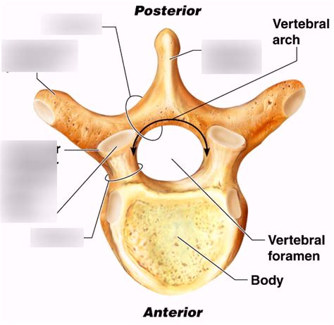 Vertebral Arch