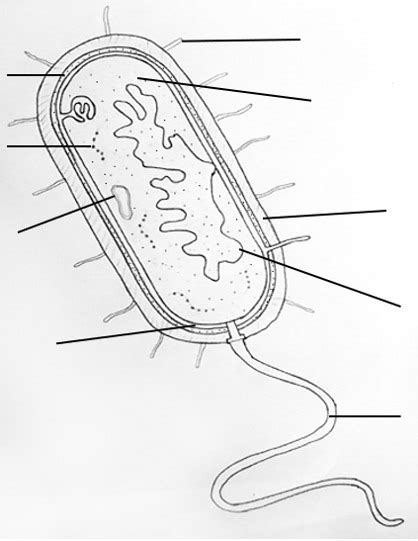 Prokaryotic Cells Diagram