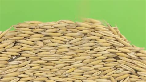 Falling Grains Of Oat On A Pile Of Oat On A Green Screen Stock Footage Video Of Farming