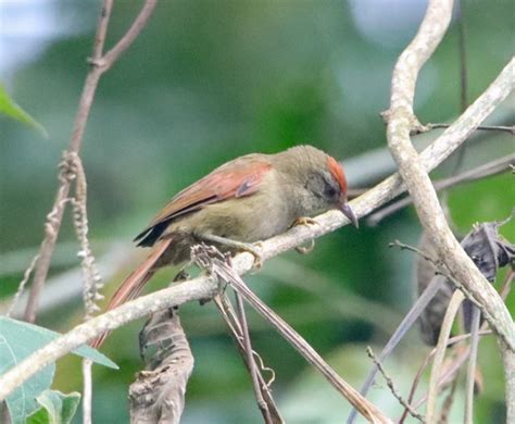 Ash Browed Spinetail In December 2022 By Edison Díaz · Inaturalist