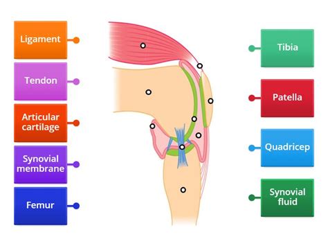 Synovial Knee Joint Labelled Diagram