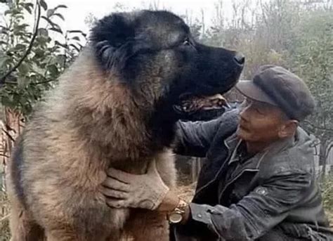 狗为什么咬死别人的鸡 藏獒发疯咬伤主人 藏獒到底怎么了 为何要咬死院子里的鸡呢 宠界新闻