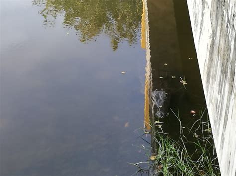 Krokodil In Der Anlage Amethyst Resort Passikuddah Passikudah