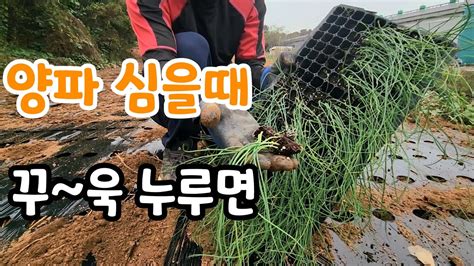 양파 모종 심을때 쉽게 심으려면 Youtube