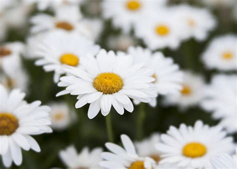 Review Lensbaby Velvet Manual Focus Portrait Lens