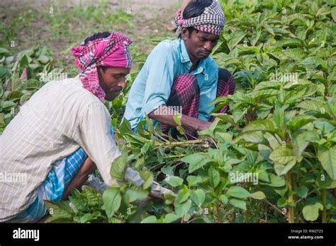 Amaranthus Collectively Known As Amaranth Is A Cosmopolitan Genus Of