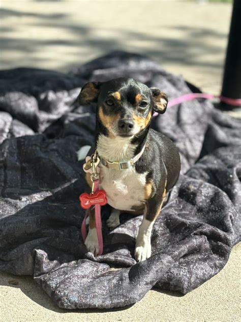 I Love Chiweenies ️ Public Group Facebook