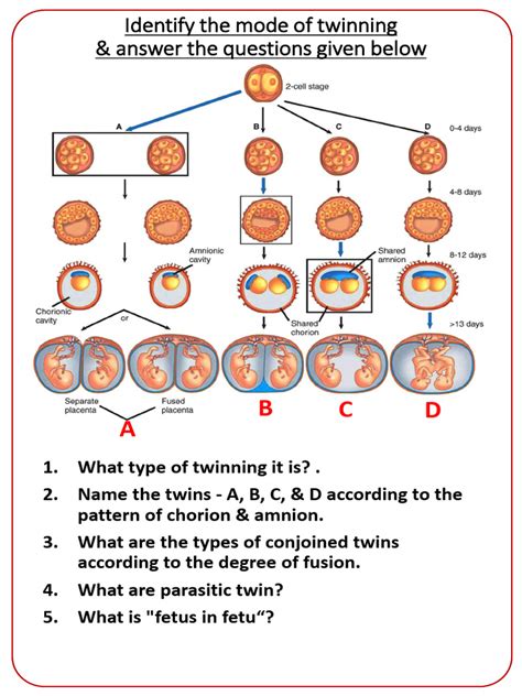 Embryology Twinning Placenta Tracheoesophageal Fistula Heart Pdf