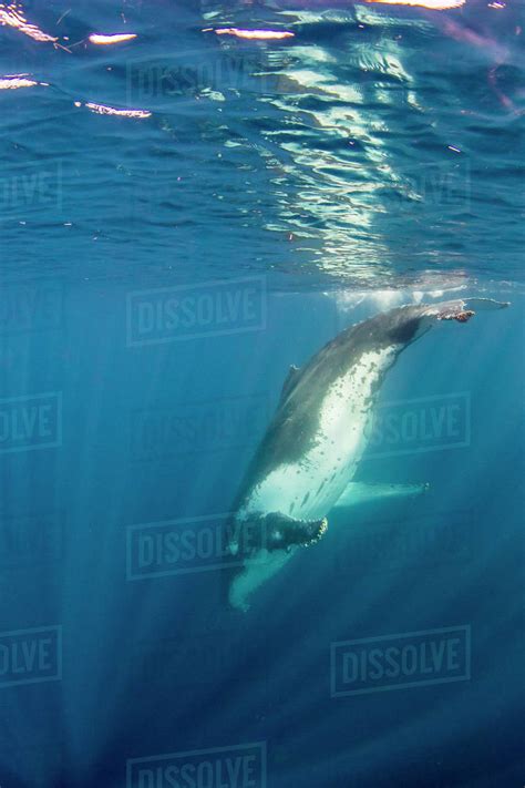 Humpback Whale Megaptera Novaeangliae Adult Underwater On Ningaloo