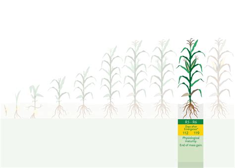 Yellow Maize