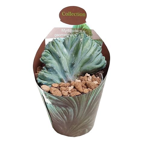Myrtillocactus Geometrizans Cristata — Plant Wholesale Floraccess