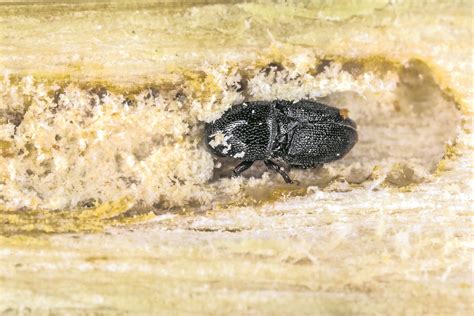 Wood Borer Insect