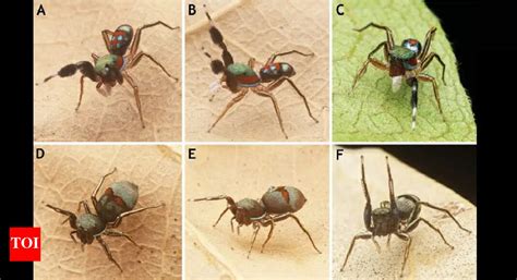 New Species Of Spider Discovered On Niser Campus In Bhubaneswar