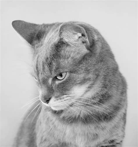 Gatto Europeo Dei Capelli Corti Che Chiama Topo Nascondentesi Fuori Al