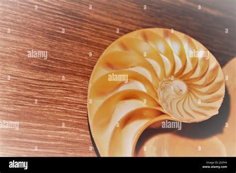 Nautilus Shell Symmetry Fibonacci Half Cross Section Spiral Golden