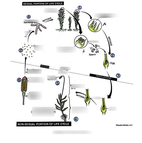 Moss Life Cycle Diagram Quizlet