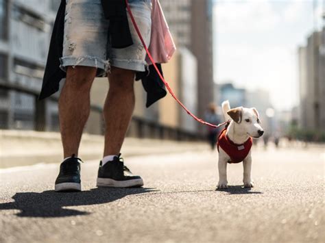 ノーリードで犬の散歩をすべきではない理由 国レベルで原則禁止、損害賠償のリスクも 「犬や猫ともっと幸せに」をコンセプトにしたwebメディア