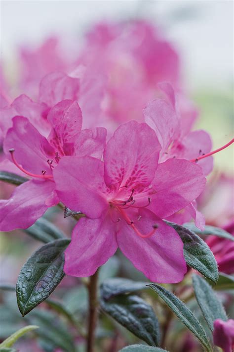 Azalea Conlee Encore® Autumn Amethyst® Kiefer Nursery Trees