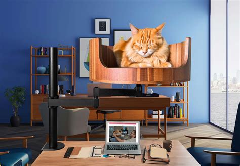 Cat Eye Discharge Causes And Treatment Options Explained Desk Cat Nest