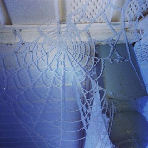 Frozen Spider Web