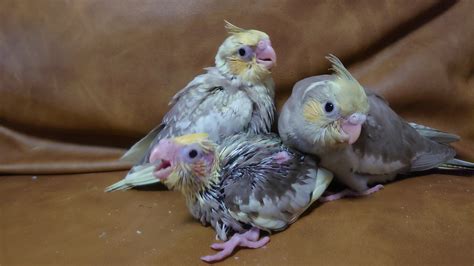 三木家御気楽生活 シナモン系オカメインコ飼い主さま募集中