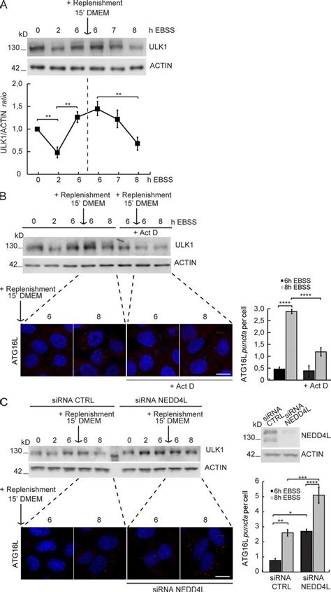 Autophagy Restimulation Requires Mrna Preaccumulation And Is Amplified