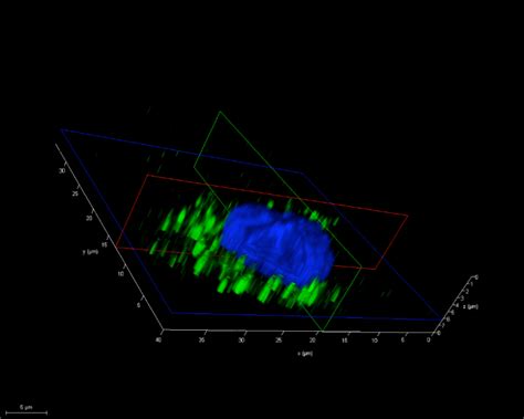 Example Of 3d Reconstruction From The Z Stacks Of The Images Taken By