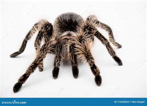 Curly Hair Tarantula