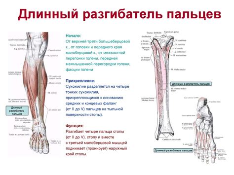 Мышцы свободной нижней конечности презентация онлайн