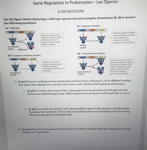 Solved Gene Regulation In Prokaryotes Lac Operon