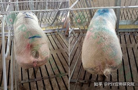 原来猪场这么做也能促进母猪发情 知乎