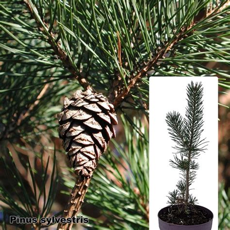 Pinus Sylvestris