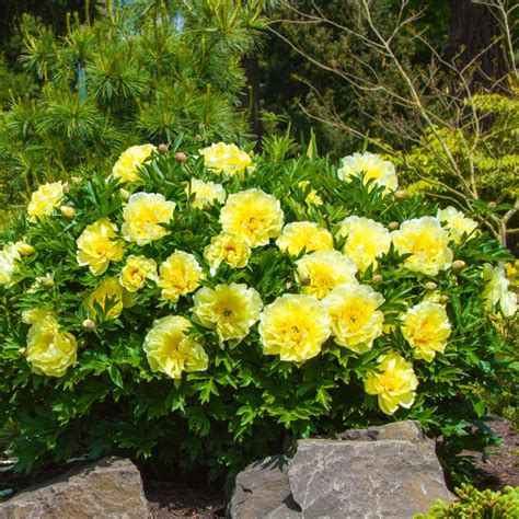 Bartzella Itoh Peony Yellow Perennials From Gurneys