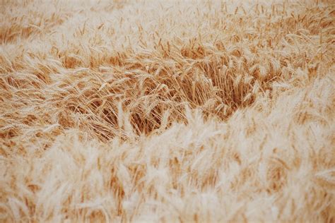 Abdullah Arpa Kimdir