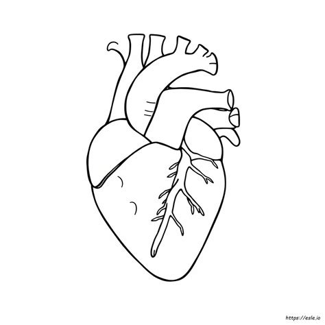 Kolorowanki Do Druku Anatomia Serca