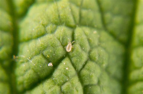 Cucumeris For Sale Natural Thrips Control Powerbugs