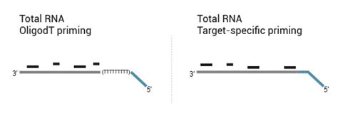 QuantSeq Flex Targeted RNA Seq Library Prep Kit Moldiag In