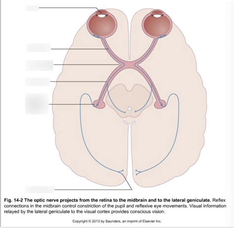 Optic Nerve Pathway Diagram Quizlet