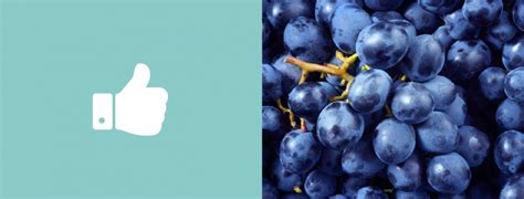 RESVERATROL SAIBA QUAIS SÃO OS BENEFÍCIOS DESSE ANTIOXIDANTE PARA PELE Blog Ada Tina
