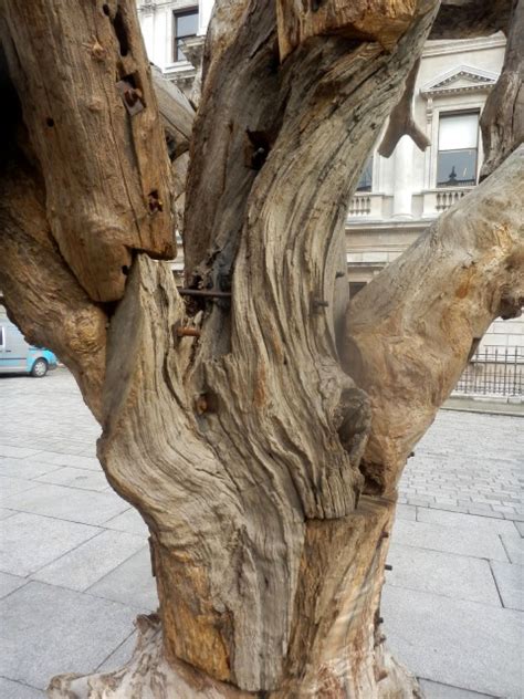 Ai Weiwei Tree Frames Of Reference