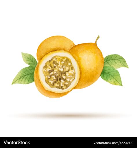 Passion Fruit Royalty Free Vector Image Vectorstock