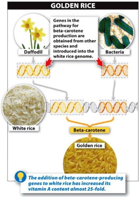 Examples Of Biotechnology In Food