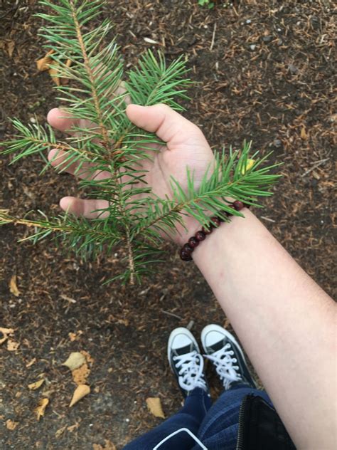 Modified Leaf Of A Plant Ap Biology Blog