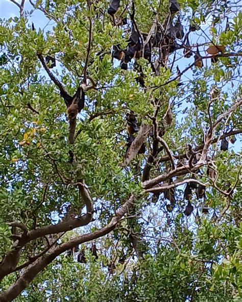 David Kimaro On Linkedin Mafiaislandmarinepark Fruitbats Wildlife