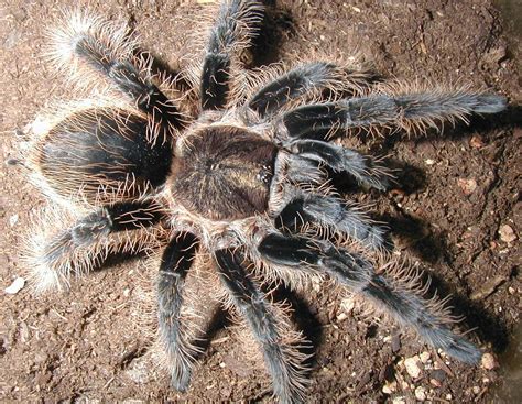 Fun Facts About Animals Animal Facts Animal Facts Interesting