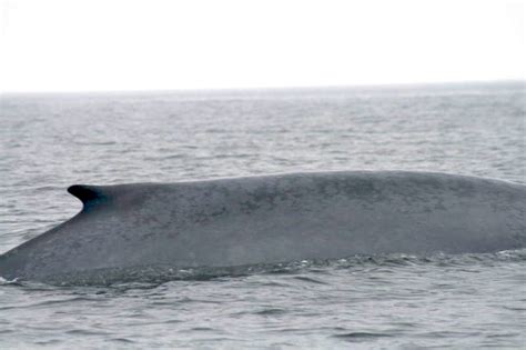 Identifying Blue Whales Using A Computer Vision Approach Crim